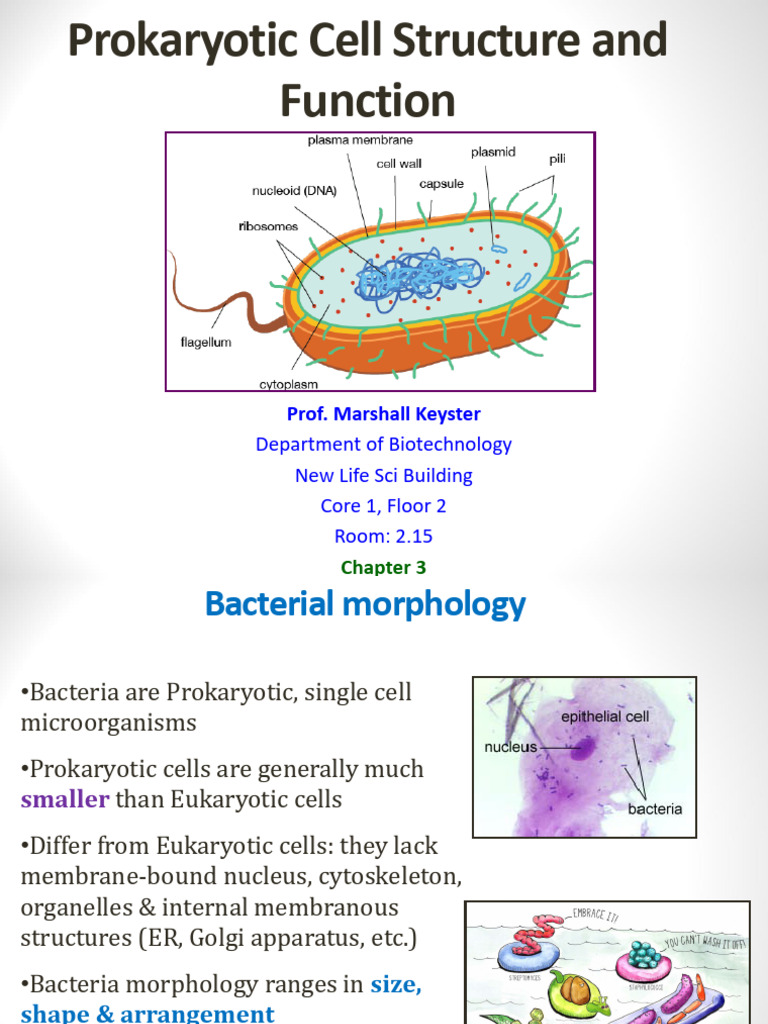 Ch 3 - Prokaryotic cell and external structure, function and motility ...