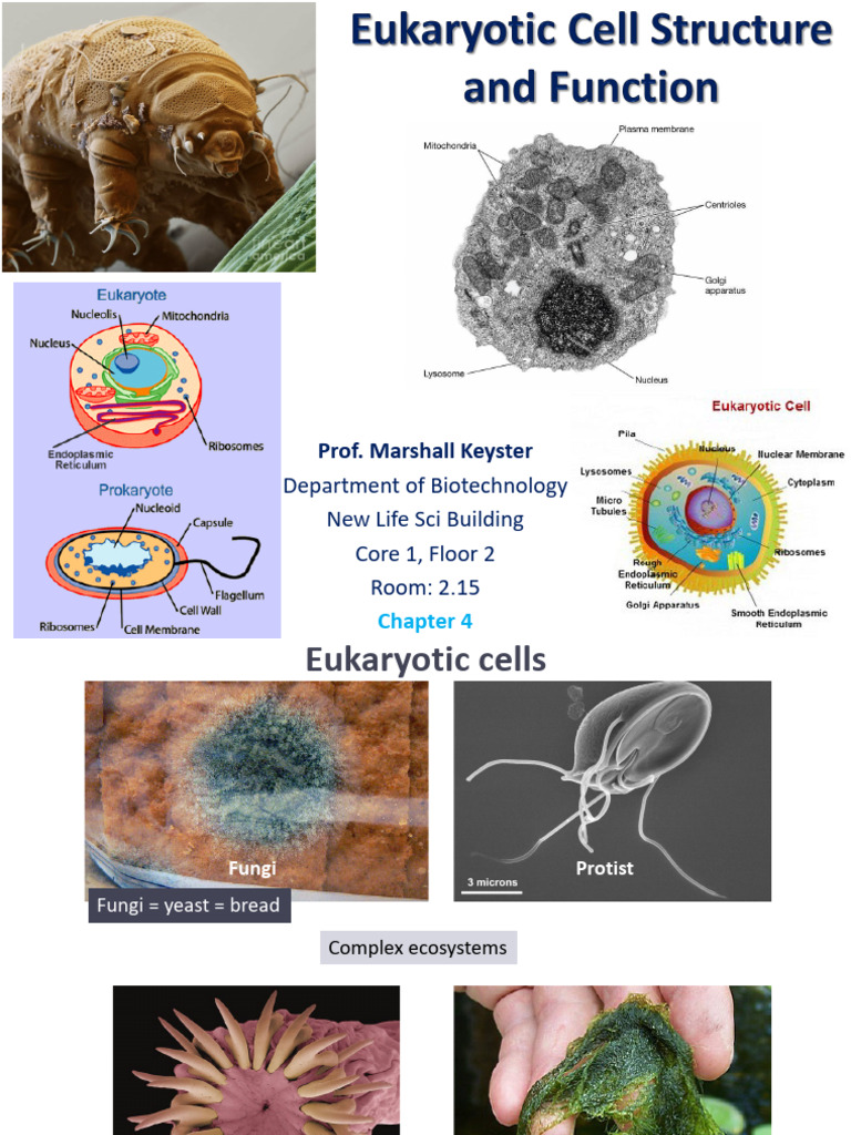 CH 4 - Eukaryotic Cell Structure and Function | PDF | Cell (Biology) | Cell Nucleus