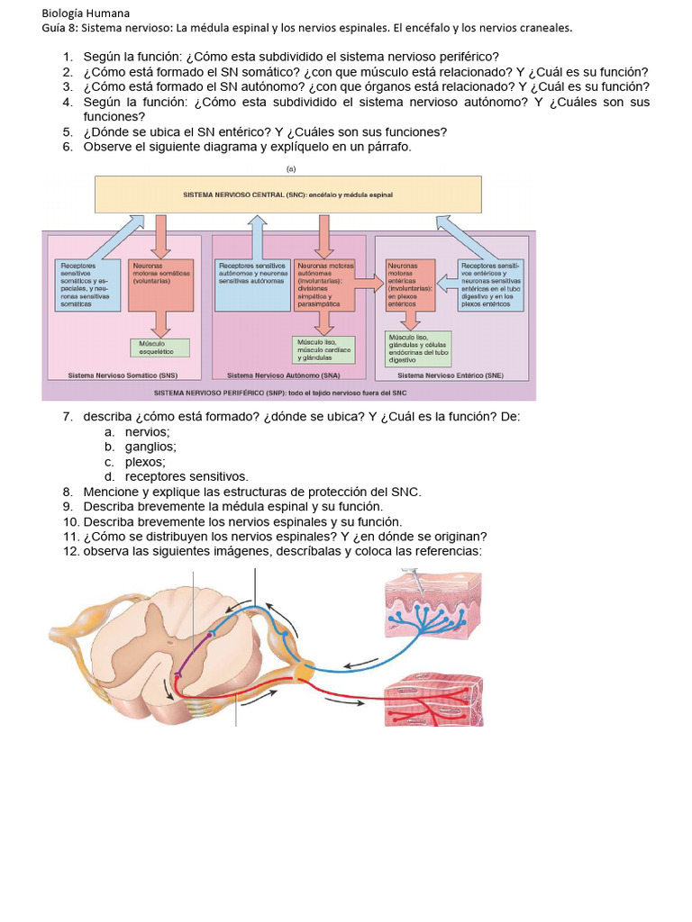 GuÃ­a. Sistema nervioso. La mÃ©dula espinal y los nervios espinales. El encÃ©falo y los nervios ...