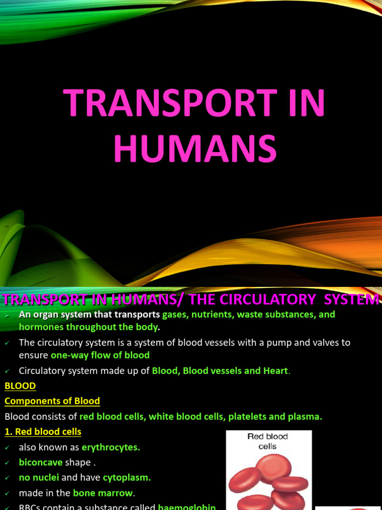 Human Circulatory System Overview | PDF | Phagocyte | Red Blood Cell