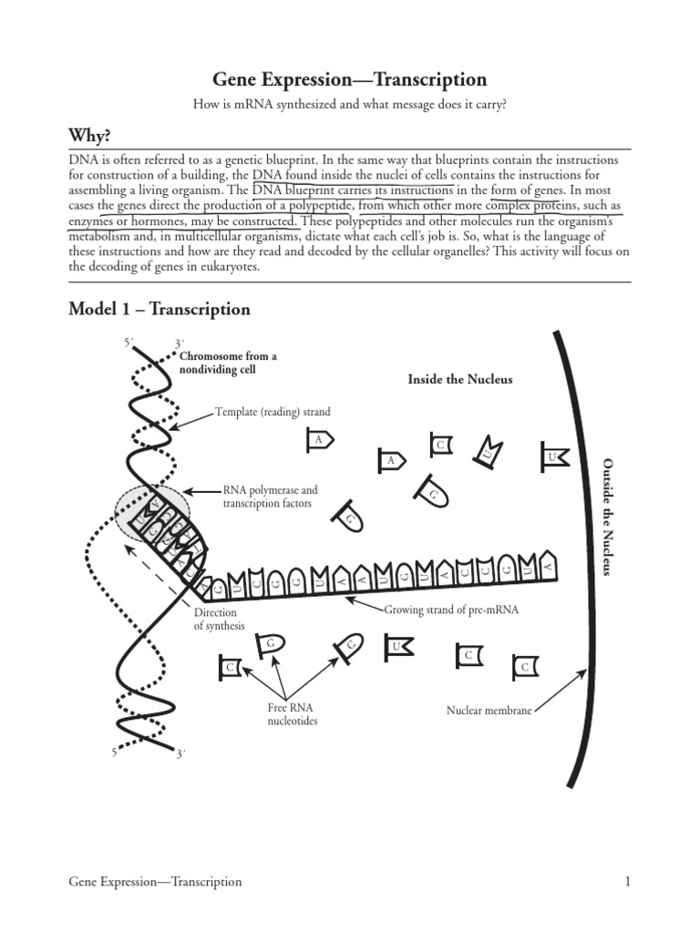 14 Gene Expression-Transcription-S | PDF | Gene | Cell (Biology)