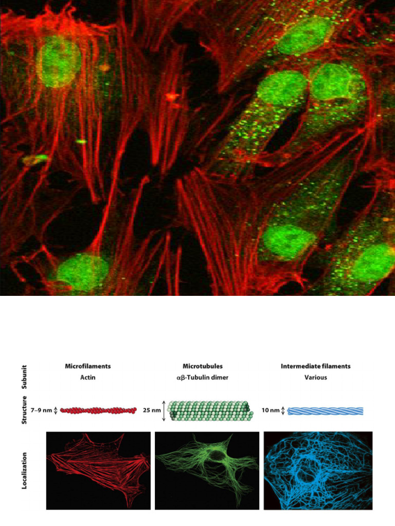 El Citoesqueleto | PDF | Microtúbulos | Actina