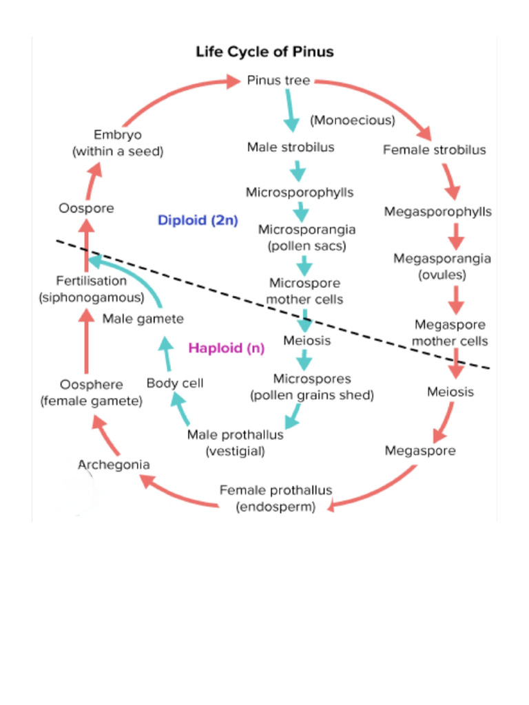 pinus life cycle | PDF