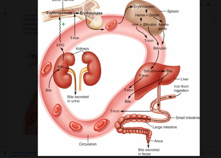 VitalSource Bookshelf Principles of Human Physio 2 | PDF