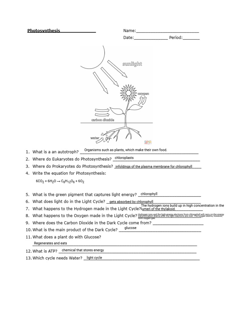 Kami Export - ALANA DUNCAN - Photosynthesis (1) | PDF | Photosynthesis ...
