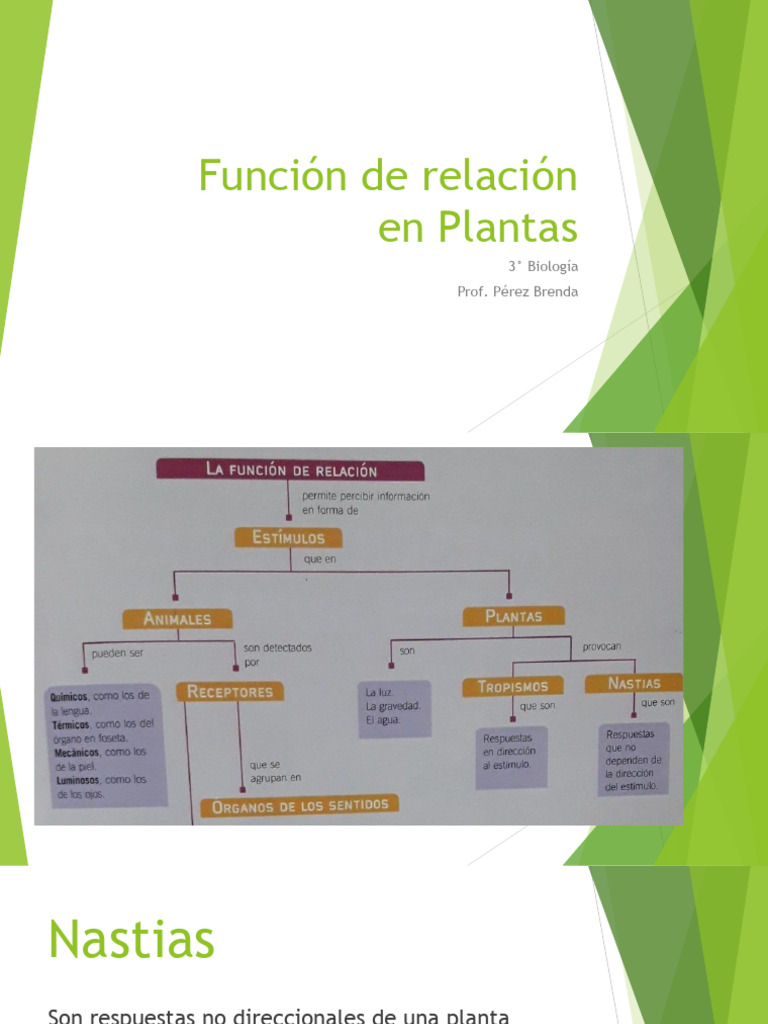 Funcio-N de Relacio-N en Plantas. NASTIAS y TROPISMOS | PDF | Raíz ...