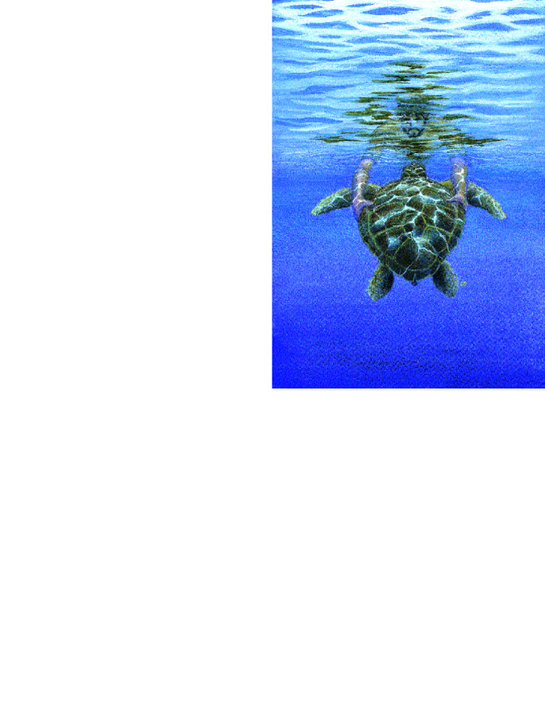 Turtle | PDF | Turtle