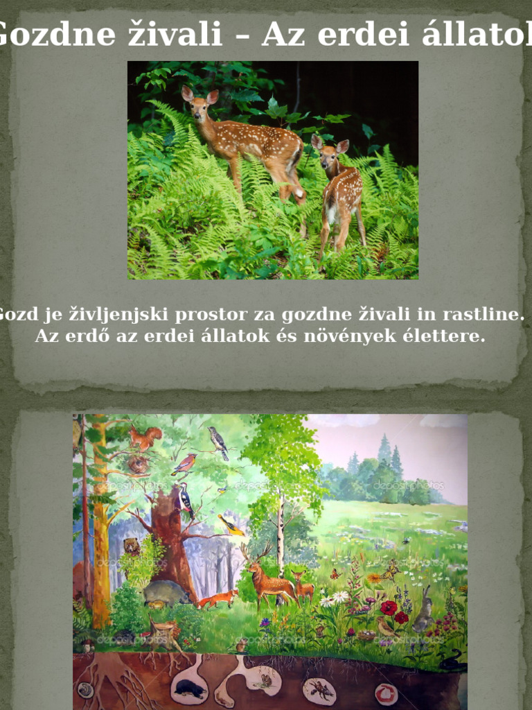 Gozdne Živali Forest Animals | PDF
