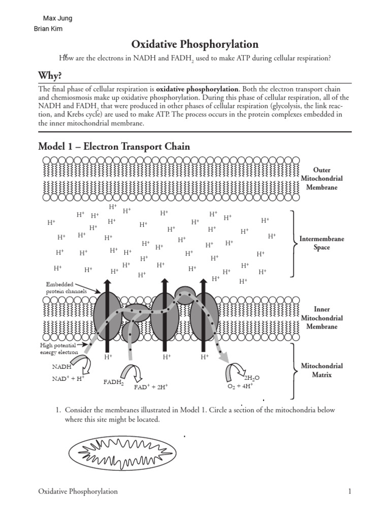 Oxidative Phosphorylation in ATP Production | PDF | Cellular ...