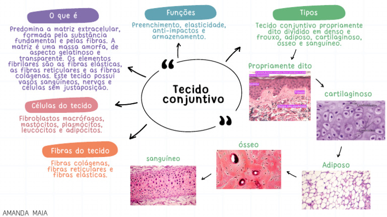 Mapa Mental do Tecido Conjuntivo | PDF