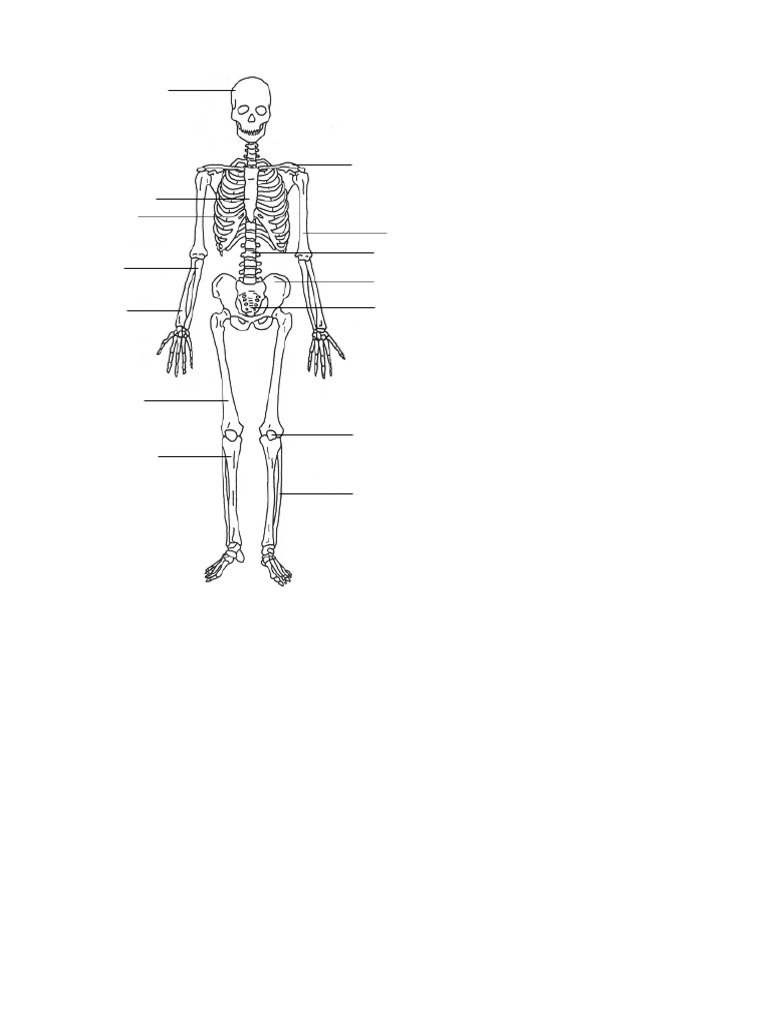 Human Skeleton: Unlabeled | PDF