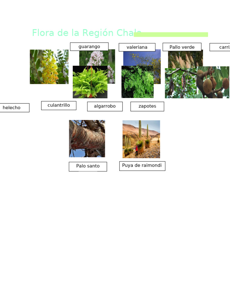 Flora de La Región Chala | PDF