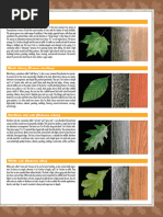 Tennessee Tree Identification Guide | PDF | Trees | Oak
