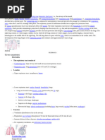 Tracheo Bronchial Tree | PDF | Lung | Respiratory Tract