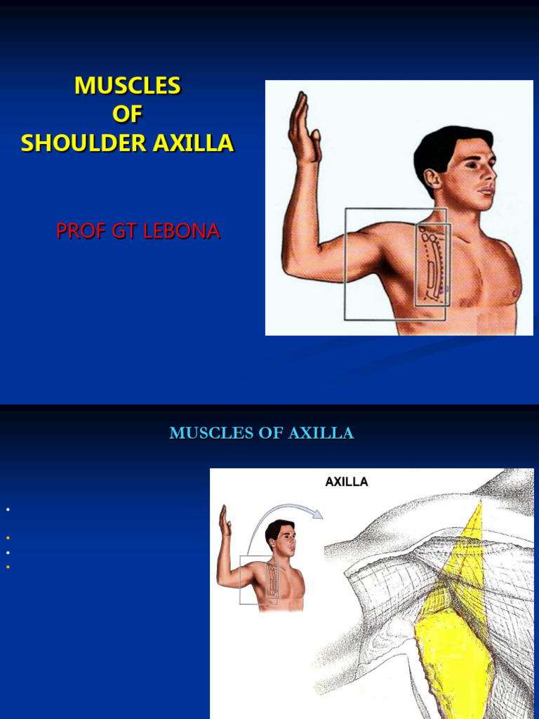 Muscles of Shoulder Axilla MBCHB II 2023 | PDF | Shoulder | Soft Tissue