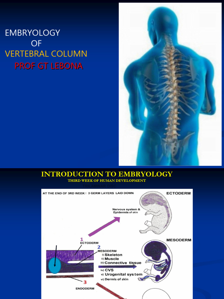 Embryology of the Vertebral Column | PDF | Vertebral Column | Vertebra