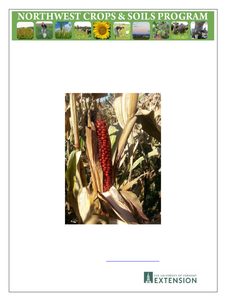 2019 Flint Corn VT | PDF | Maize | Starch