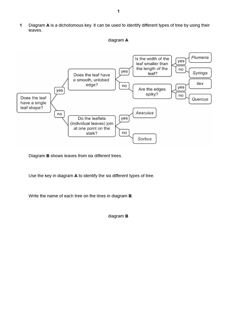 Past Paper II Plant Kingdom | PDF | Leaf | Biology