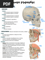 Anatomía de la Fosa Cigomática | PDF | Anatomía | Cabeza y cuello humanos