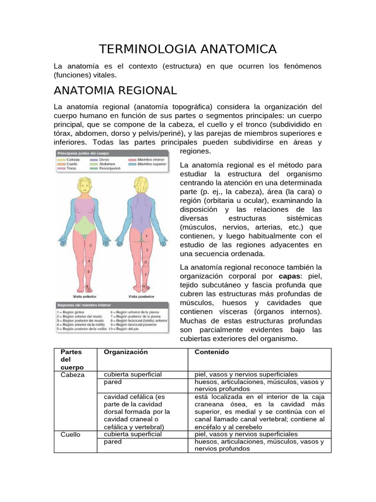 Terminología y Tipos de Anatomía | PDF | Tórax | Abdomen