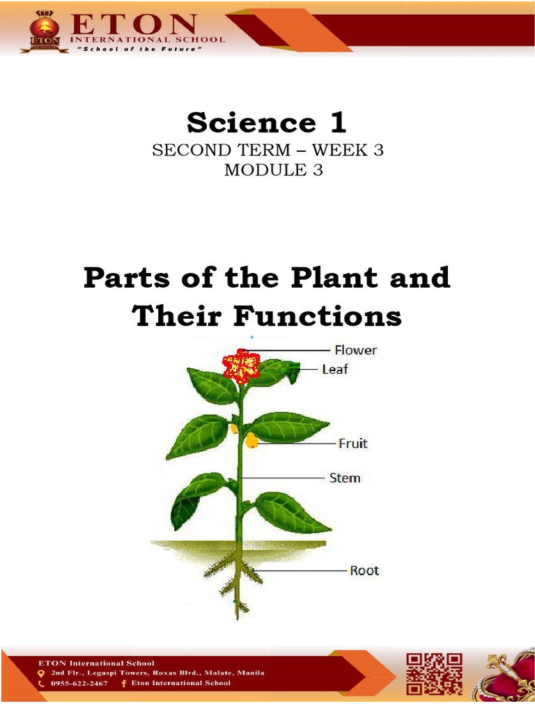 Plant Parts and Their Functions | PDF | Plants | Flowers
