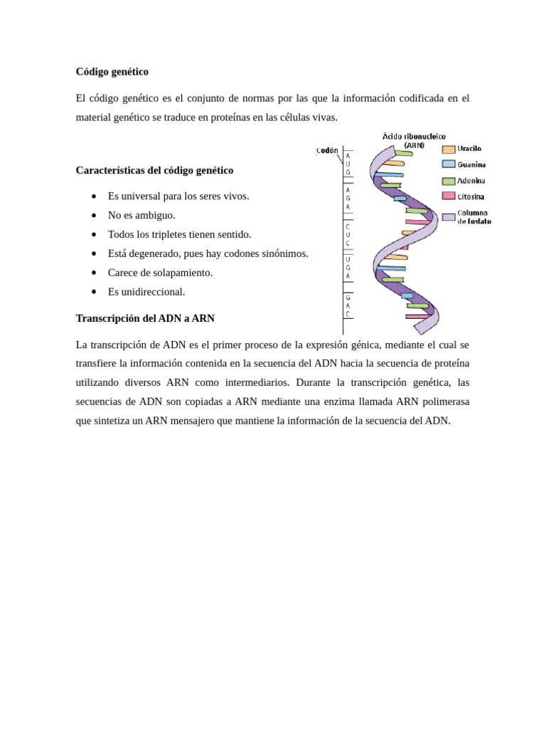 Código Genético: Transcripción y Traducción | PDF | Rna | Adn