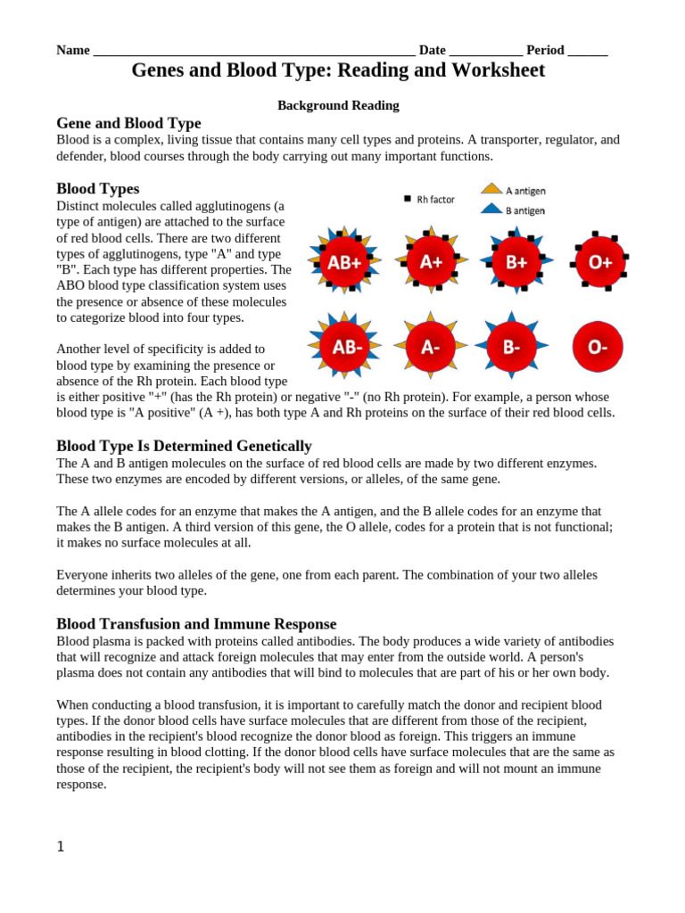 Genes and Blood Type - Reading and Worksheet STUDENT 2025 | PDF | Blood ...