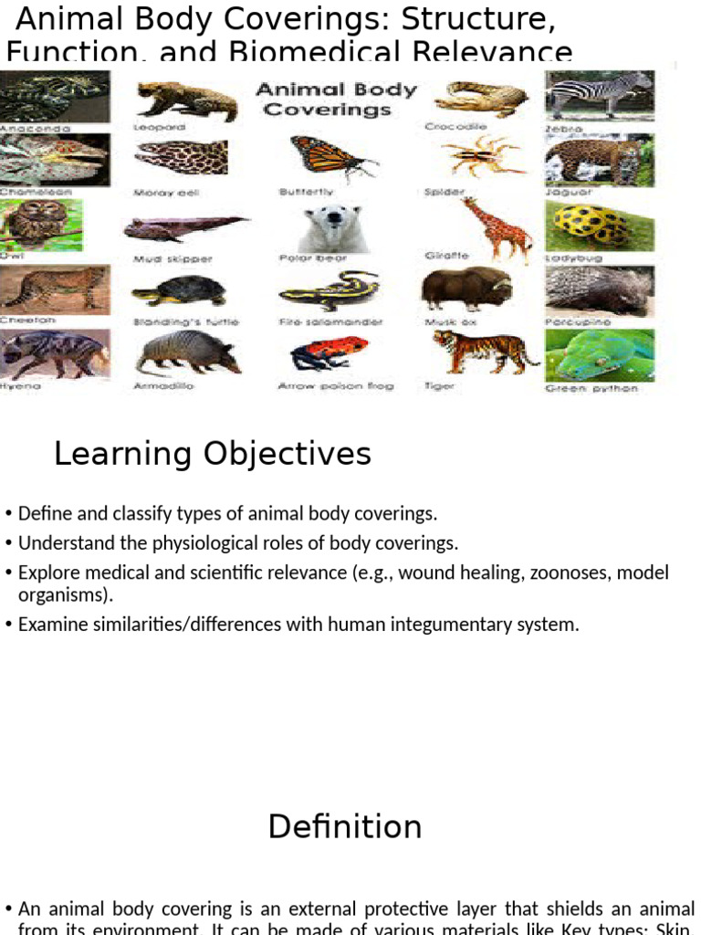 Animal Body Coverings 2025 | PDF | Skin | Hair