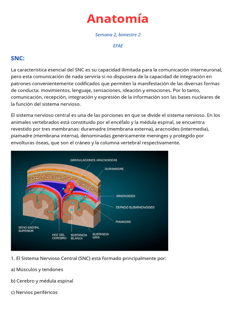 Funciones y Estructura del SNC | PDF | Sistema nervioso central | Cerebro