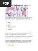 Músculos Del Torso | PDF | Sistema musculoesquelético | Anatomía humana