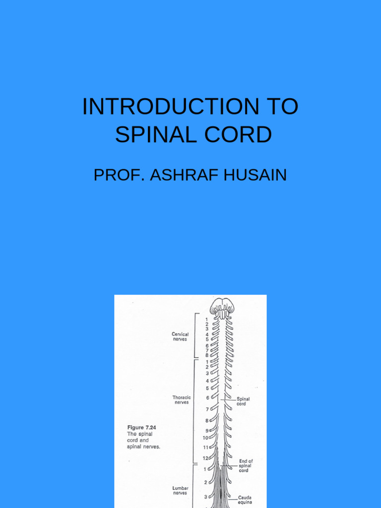 01-Introduction To Spinal Cord | PDF