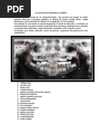 Canino Temporal Superior | PDF | Anatomia dental | Diente