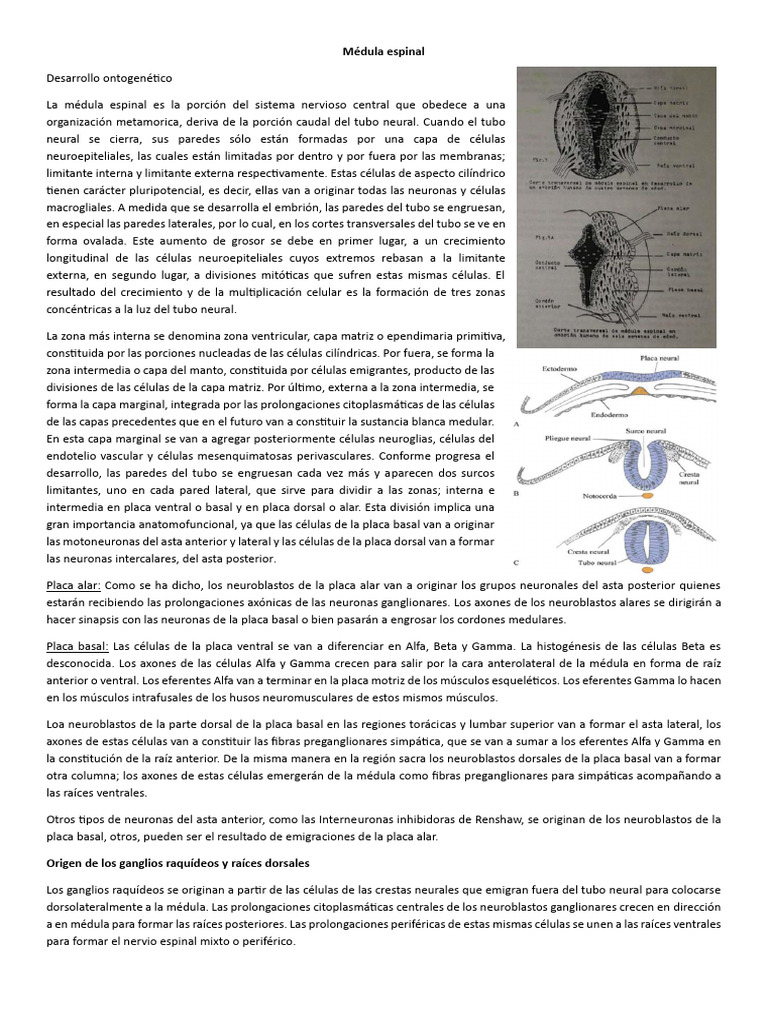 Médula Espinal - Parte I | PDF | Médula espinal | Sistema nervioso