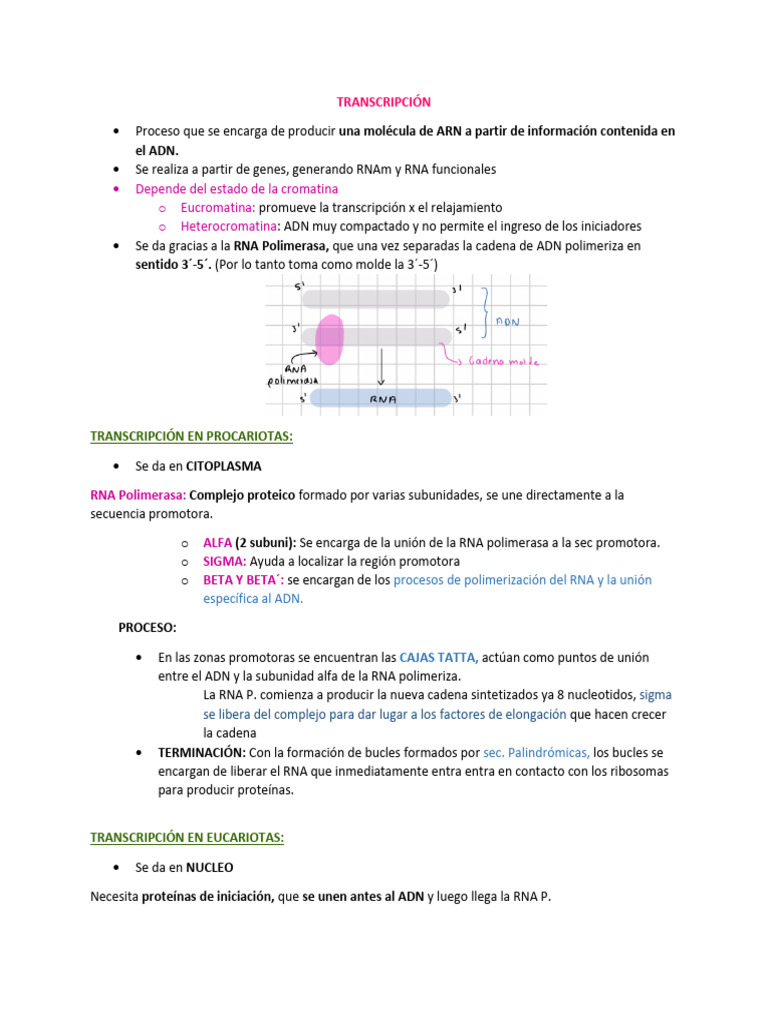 Parcial BMG | PDF | Traducción (biología) | Rna