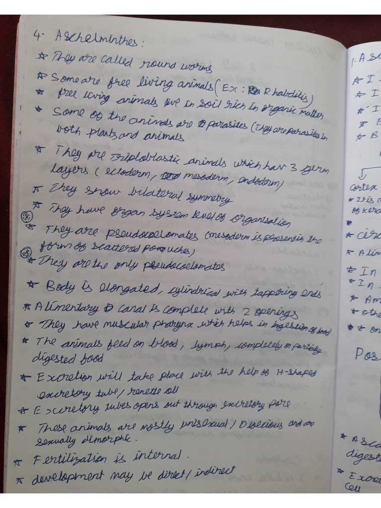 Animalia Notes From Phylum 4 To 7 | PDF