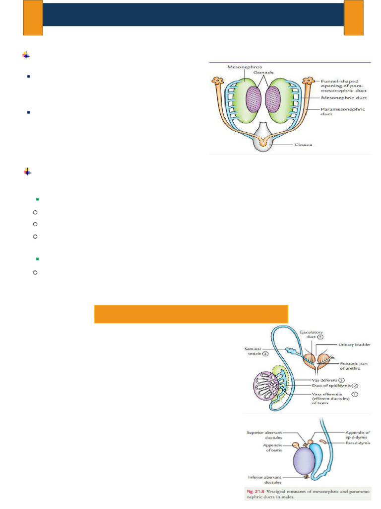 L27 Development Of Genital Ducts HANDOUT (Anatomy-8) | PDF | Vagina | Uterus