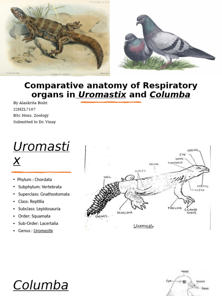 Avian Respiratory System | PDF | Lung | Respiratory System