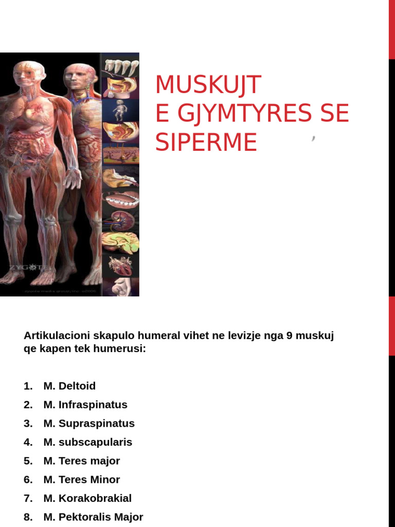 Leksion - Muskujt e Gjymtyres Se Siperme | PDF