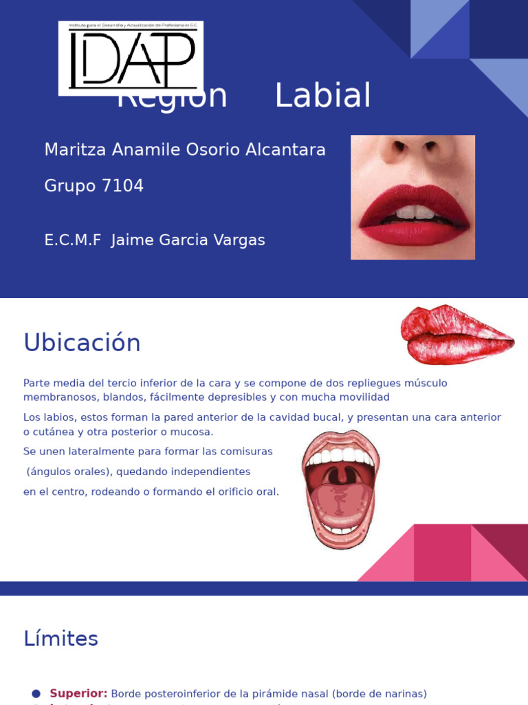 Región Labial de La Cara. | PDF | Labio | Anatomía humana