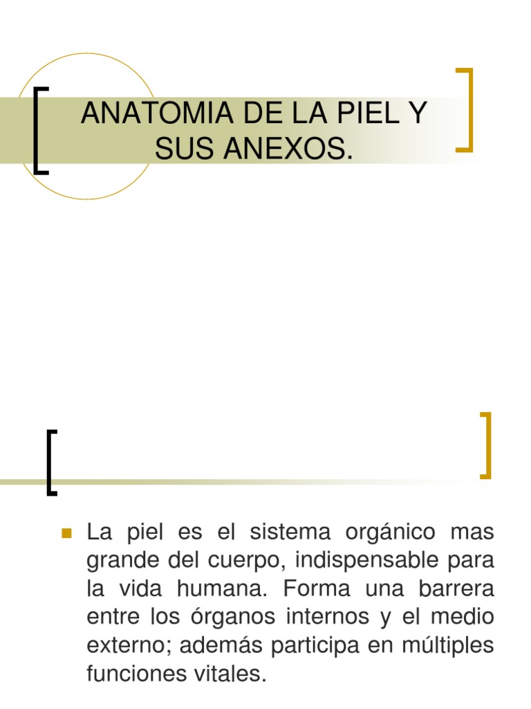 Anatomía y Funciones de la Piel | PDF | Piel | Epidermis