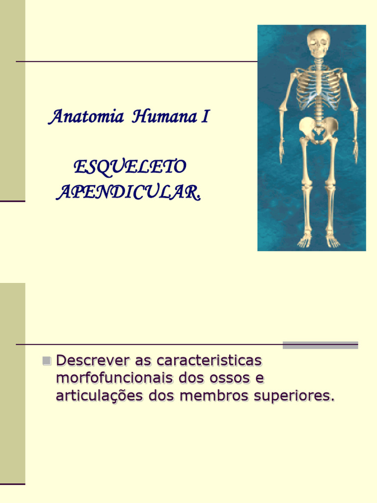 Esqueleto Apend | PDF | Sistema Esquelético | Membros (anatomia)