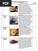 Millets: Names Across Languages | PDF