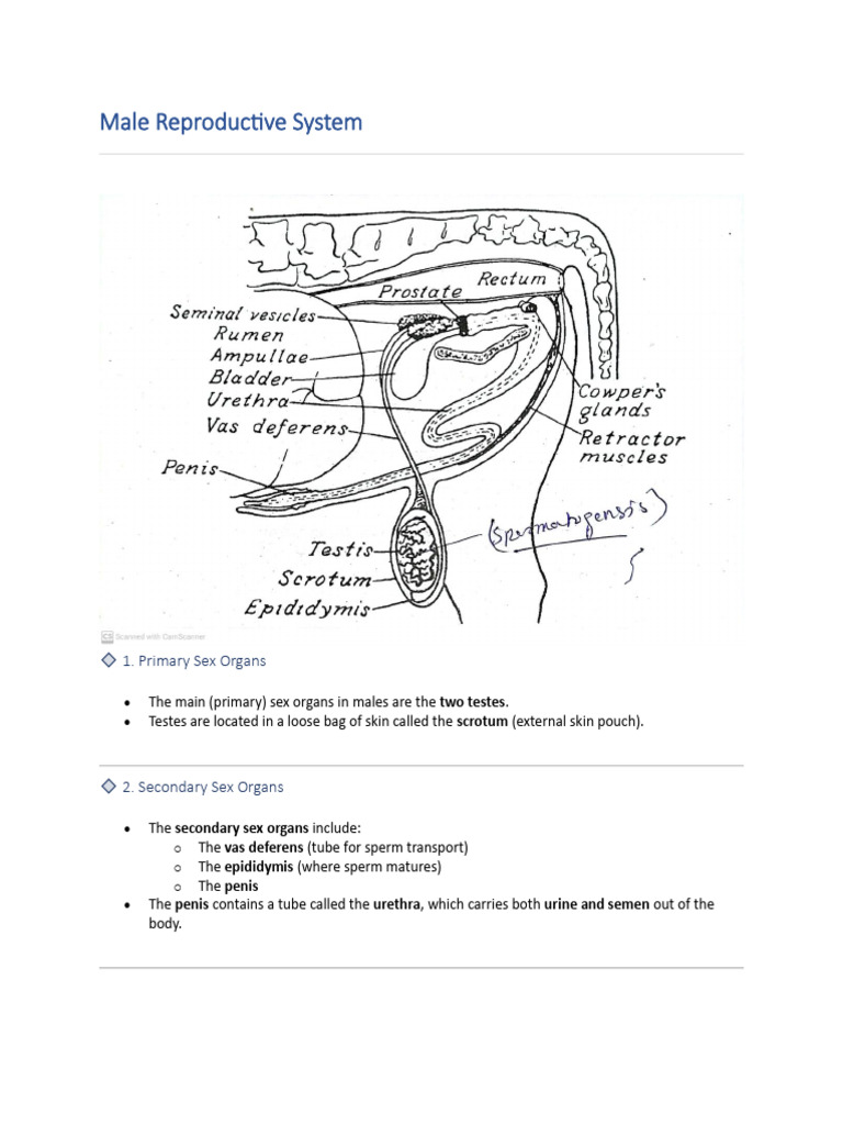Male and Female Reproductive System in Farm Animal | PDF | Testicle ...