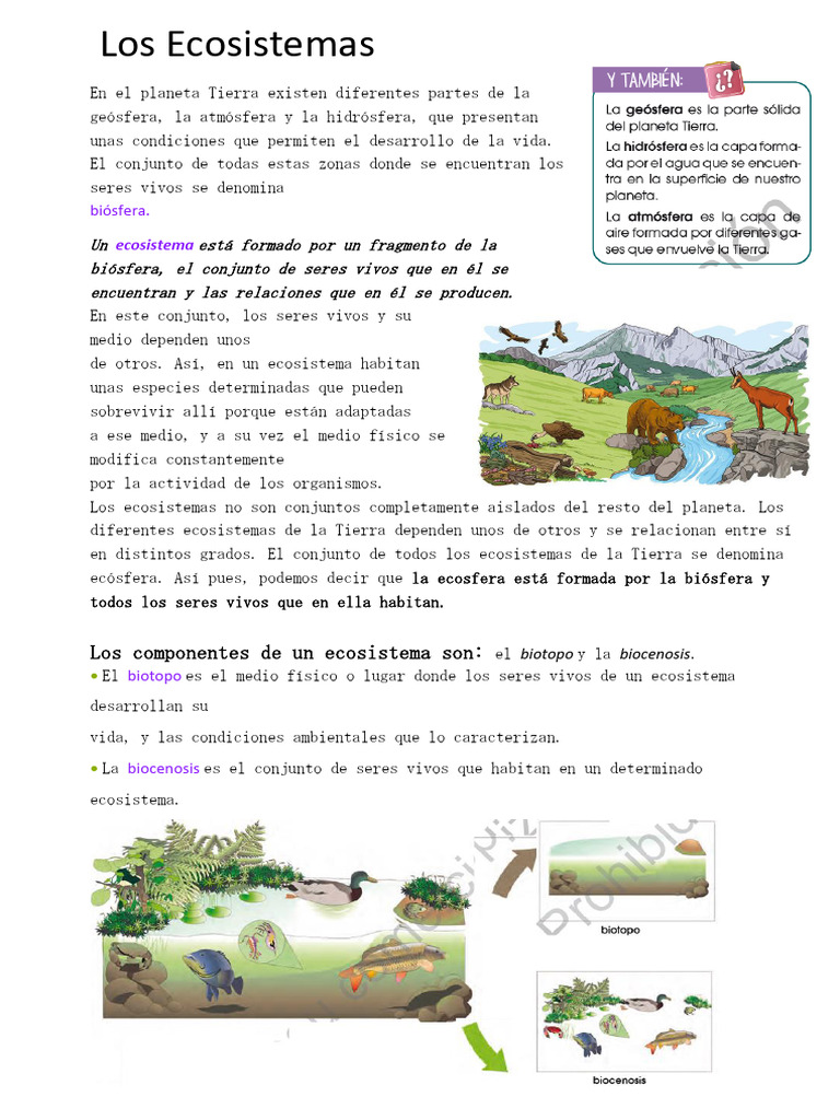 Componentes de Los Ecosistemas | PDF