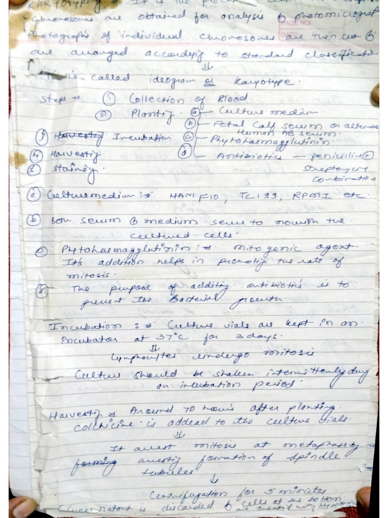 Genetics Notes. | PDF