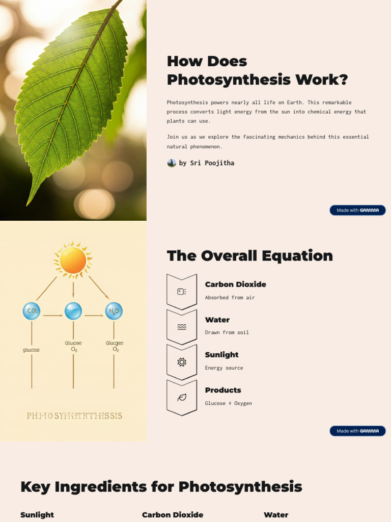 How Does Photosynthesis Work | PDF | Photosynthesis | Stoma