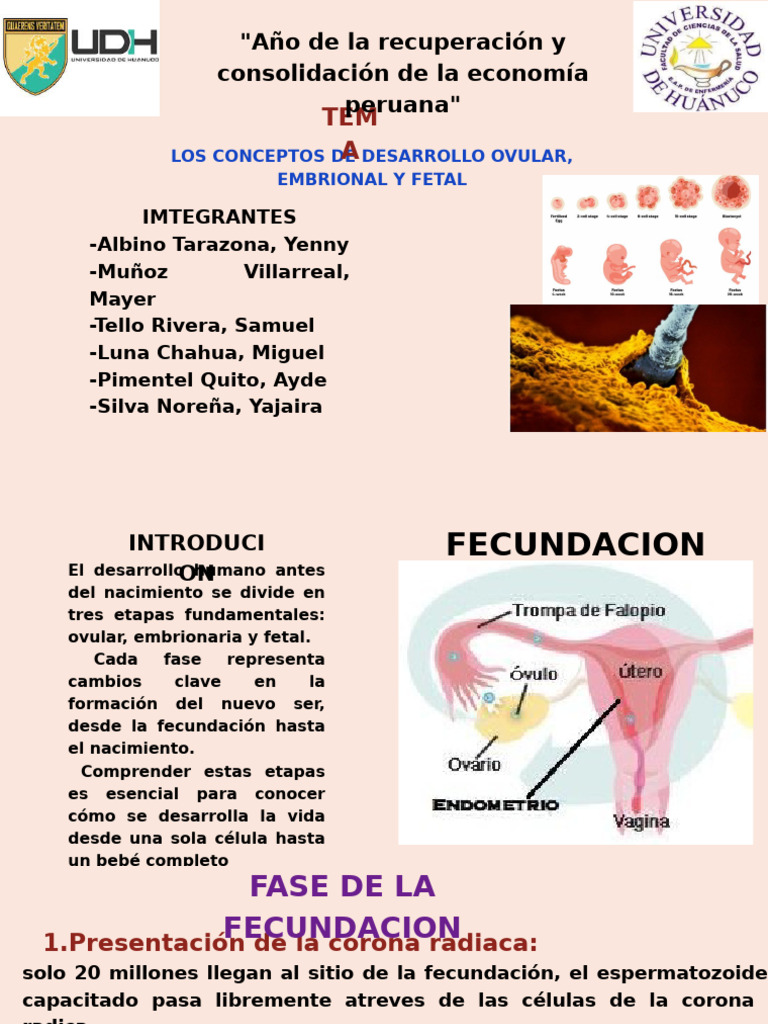 Desarrollo Ovular, Embrionario Fetal | PDF | Placenta | Feto