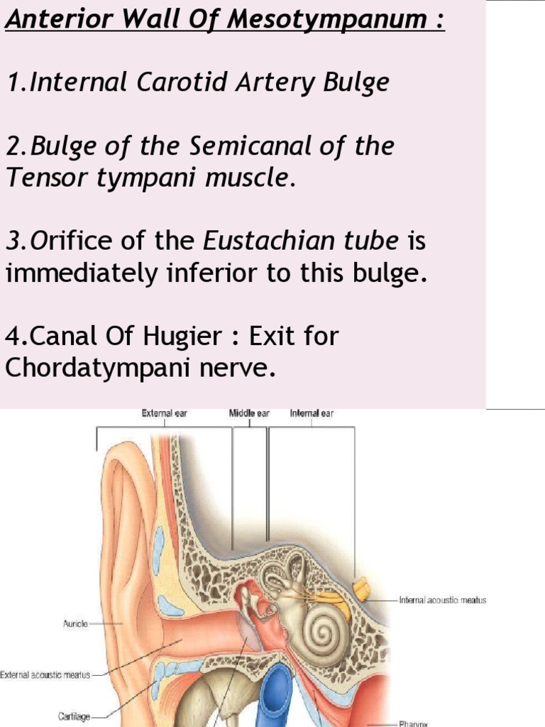 Anatomy of Ear | PDF | Ear | Human Head And Neck