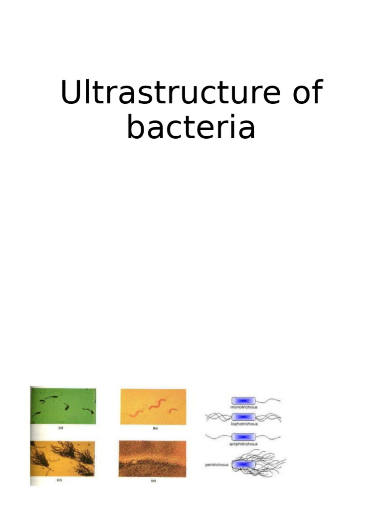 Ultrastructure Bacteria | PDF