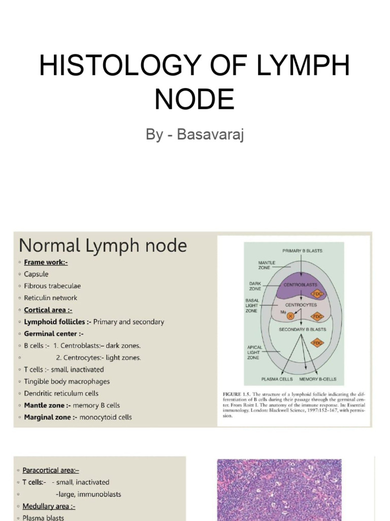 Histology of Lymph Node | PDF